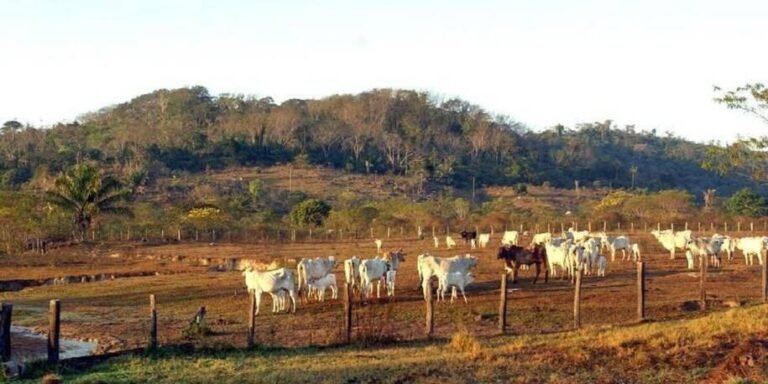 STF mantém Lei 5.709 e restringe compra de terras por empresas ...